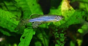 Zebrafish Animal Facts - Danio rerio - A-Z Animals