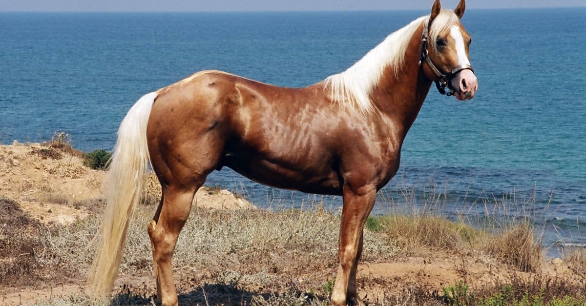 American Quarter Horse: Origin, Size, Appearance, and More! - A-Z Animals