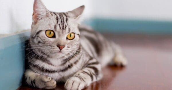 10 of the Cheapest Cats to Have as Pets - A-Z Animals