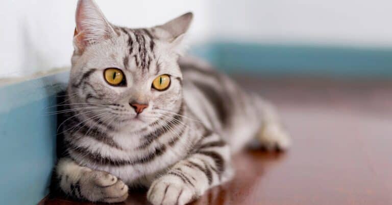 Top 10 Best Cats - A-Z Animals