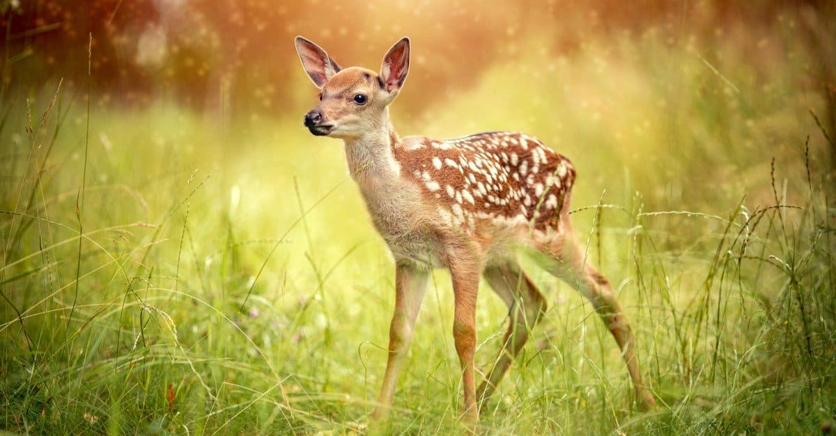 Animals in Movies: The 10 Best - A-Z Animals