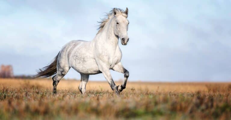 Top 9 Fastest Horses - A-Z Animals