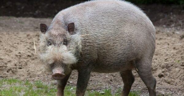 8 Bearded Animals You Need to Know About - A-Z Animals