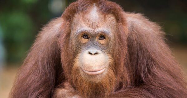 8 Bearded Animals You Need to Know About - A-Z Animals