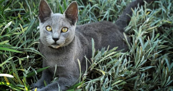 Russian Blue Animal Pictures | A-Z Animals