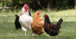 7 Types of Poultry Birds - A-Z Animals