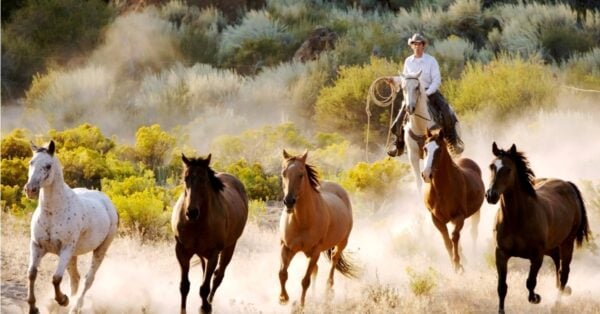 Discover Australia's Feral Horses — Wild Brumbies - A-Z Animals