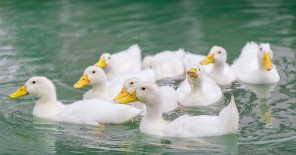 Types of Fowl Birds - A-Z Animals