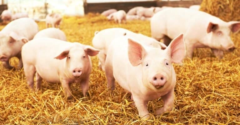 The 10 Best and Most Iconic Farm Animals - A-Z Animals