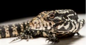 Argentine Black and White Tegu Animal Facts - Salvator merianae - A-Z ...