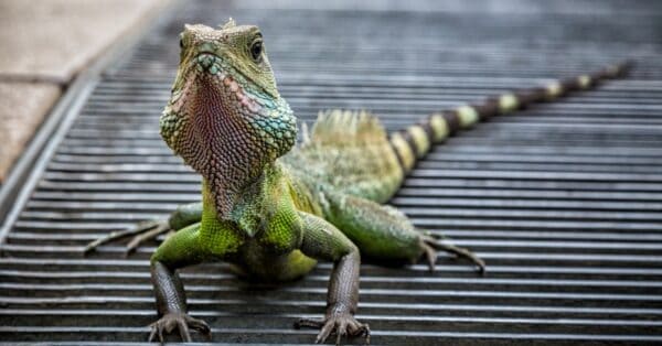 The 10 Best Lizards To Keep As Pets - A-Z Animals