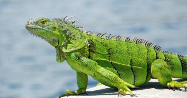 The 10 Best Lizards To Keep As Pets - A-Z Animals