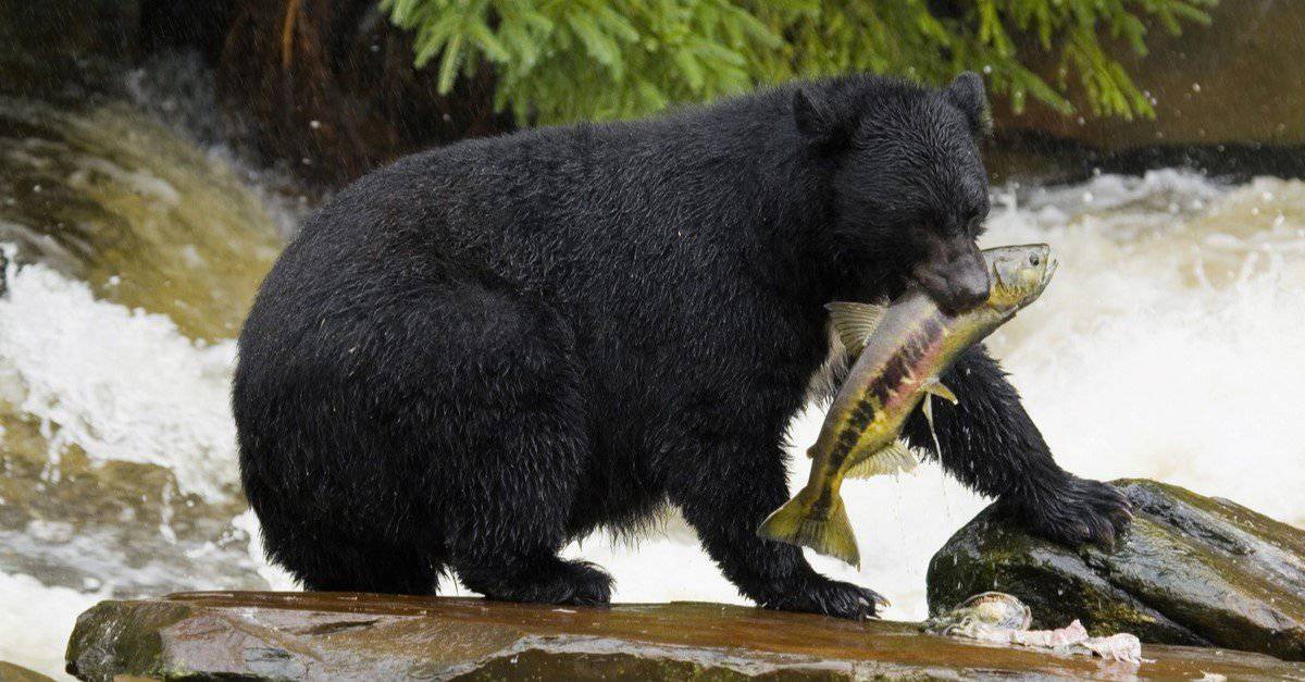 What Do Black Bears Eat? 20+ Foods They Feed On - IMP WORLD
