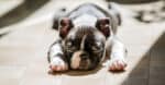 The 10 Most Common Health Problems in Boston Terriers - A-Z Animals