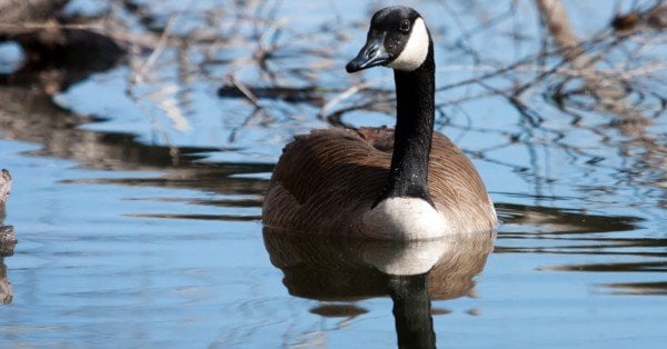 What Do Geese Eat? - A-Z Animals
