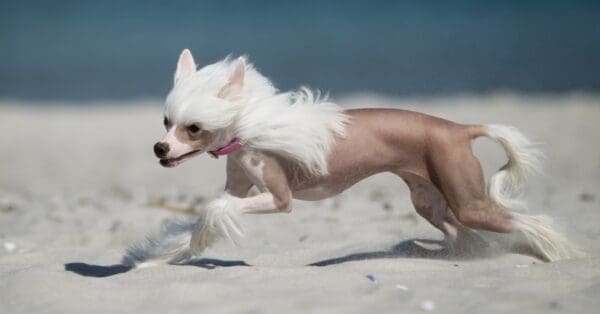 What Kind Of Dog Is Cujo? Breed Information, Pictures, and Facts - A-Z ...