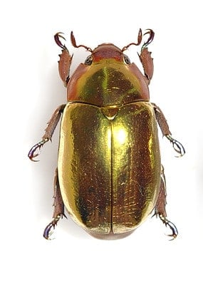 Nature’s Living Gems: 9 Strikingly Colorful Beetles - A-Z Animals