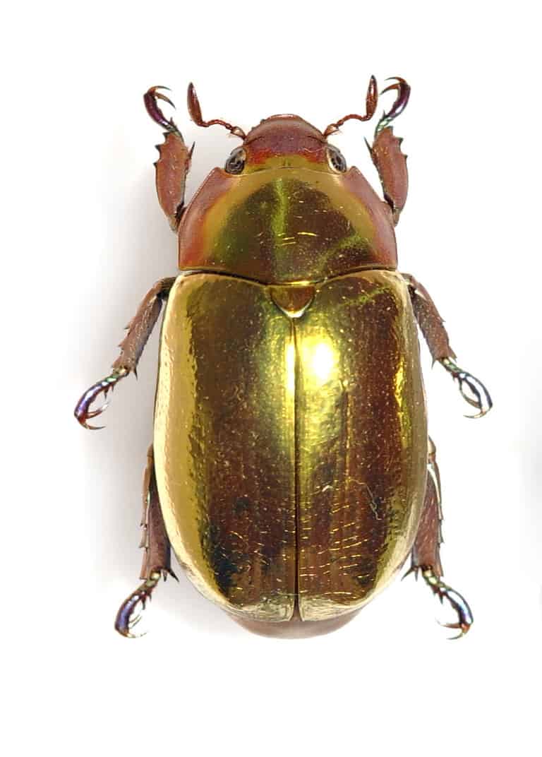 Nature’s Living Gems: 9 Strikingly Colorful Beetles - A-Z Animals