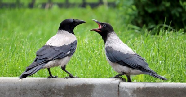 What Do Crows Eat? 15-Plus Foods They Love! - A-Z Animals
