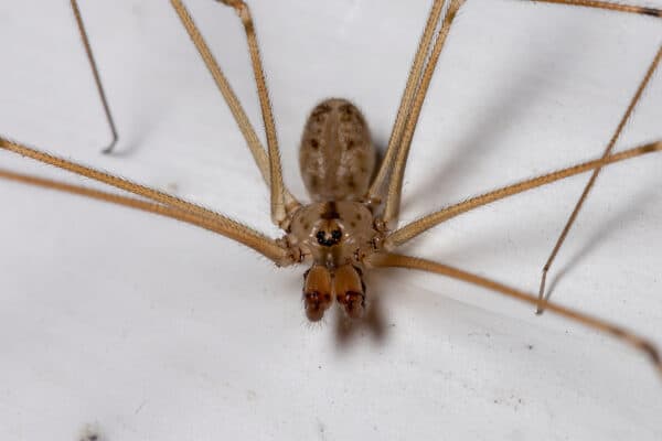 7 Brown Spiders in Florida - A-Z Animals
