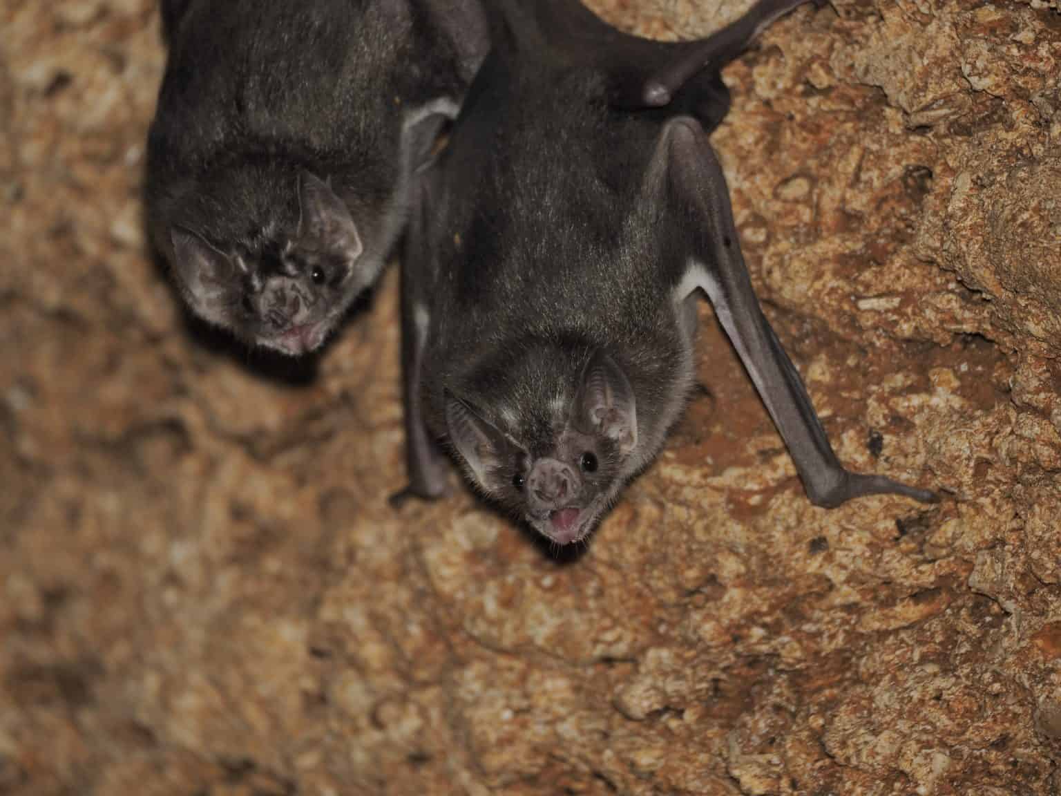 What Do Vampire Bats Eat? The Surprising Truth About Their Diet - A-Z ...