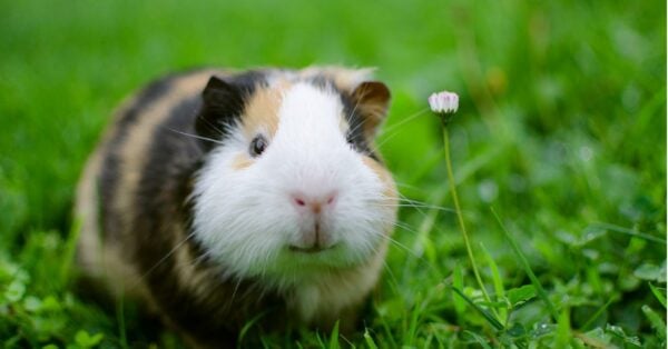 The 10 Best Emotional Support Animals - A-Z Animals