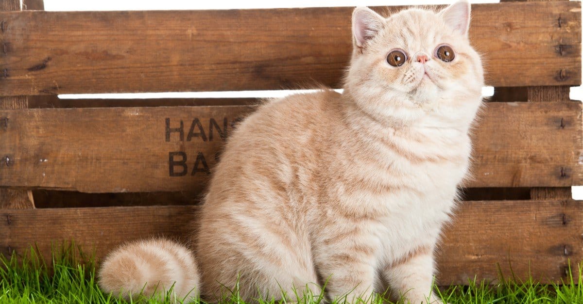 The 10 Best Emotional Support Animals - A-Z Animals