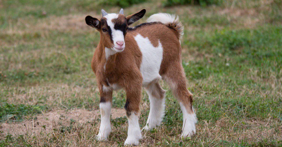 Goat Lifespan: How Long Do Goats Live? - IMP WORLD