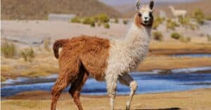 Llama Animal Facts - Lama Glama - A-Z Animals