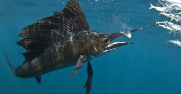 Sailfish Animal Facts - Istiophorus - A-Z Animals