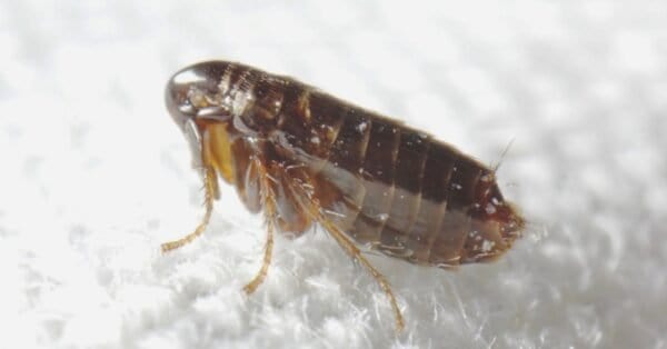 What Do Fleas Eat? 9 Foods They Consume - A-Z Animals
