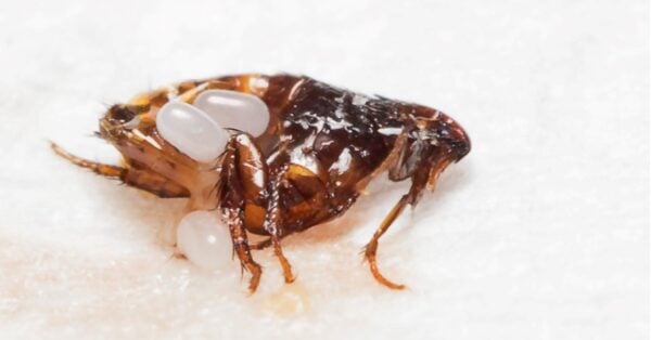 Flea Animal Facts - Siphonaptera - A-Z Animals