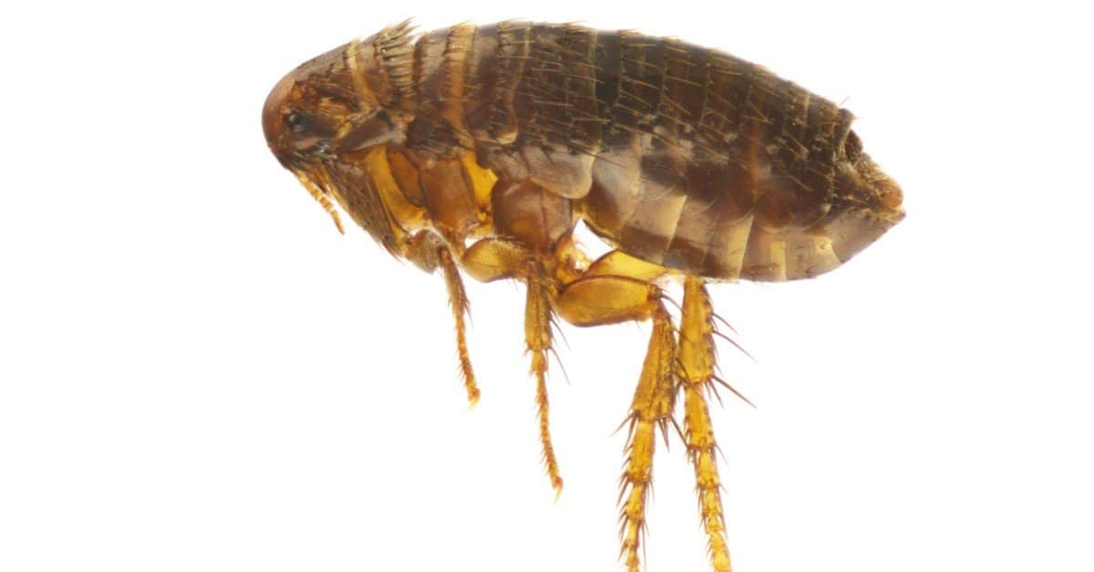 Flea Animal Pictures | A-Z Animals