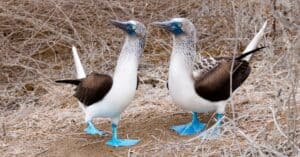 Booby Bird Facts - A-Z Animals