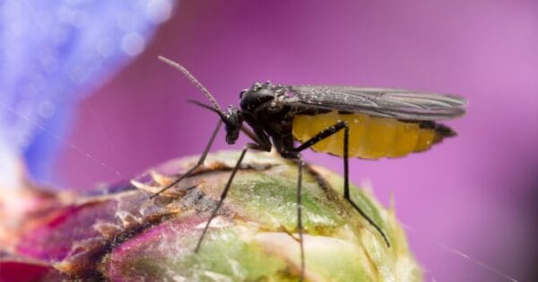 5 Easy-to-Follow Ways To Get Rid of Gnats Outside - A-Z Animals