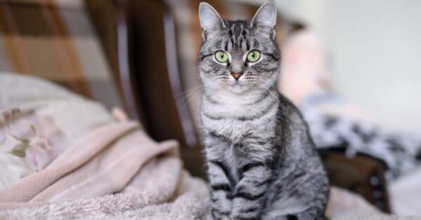 The Weighty World of Domestic Cats: Top 8 Heaviest Breeds