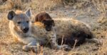 Hyena Birth: What Makes It So Unique? - A-Z Animals