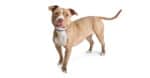 Pit Bull Progression: Growth Chart, Milestones, and Training Tips - A-Z ...