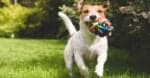 Jack Russell Progression: Growth Chart, Milestones, and Training Tips ...