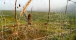 How to Map the Invasion of the Joro Spider in the US and Canada - A-Z ...
