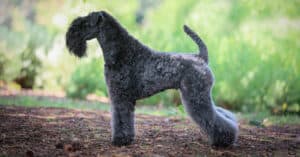 Large Terrier Breeds - A-Z Animals