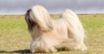 Top 10 Meanest Dogs - A-Z Animals