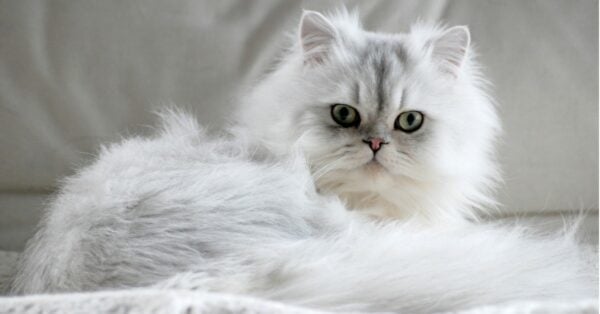 Top 9 Longest Cats - A-Z Animals