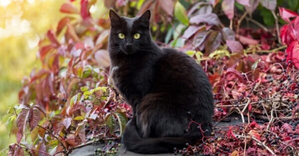 Bombay Cat Breed Complete Guide - A-Z Animals