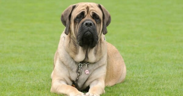 The 10 Strongest and Most Powerful Dog Breeds - A-Z Animals