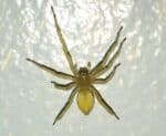 Yellow Sac Spider Animal Facts - Cheiracanthium - A-Z Animals