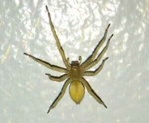 Yellow Sac Spider Animal Facts - Cheiracanthium - A-Z Animals