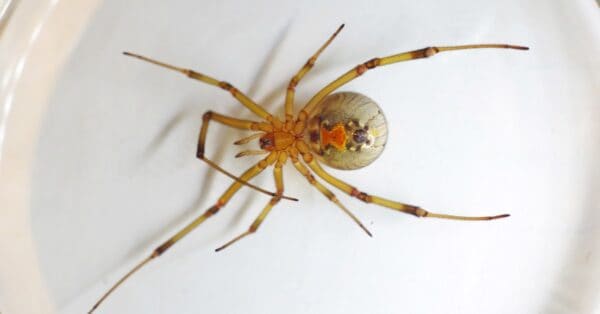 Insects vs. Spiders: What Are the Differences? - A-Z Animals