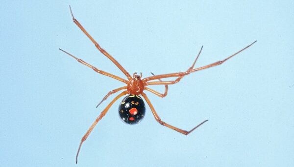 16 Black And Red Spiders (With Pictures Of Each) - A-Z Animals