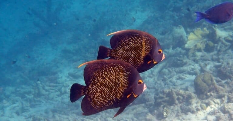 Discover 7 Spectacular Fish Found in Cuba - A-Z Animals